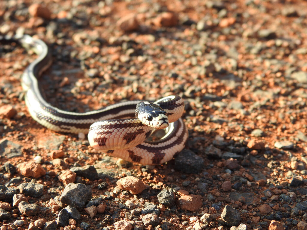 La culebra real de California amenaza la biodiversidad en Gran Canaria ...