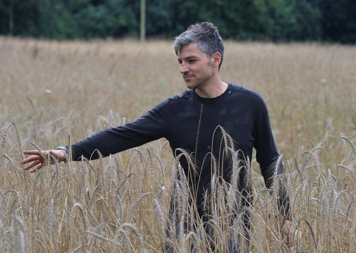 La escanda, un cereal asturiano que resurge en el campo - CIERVAL